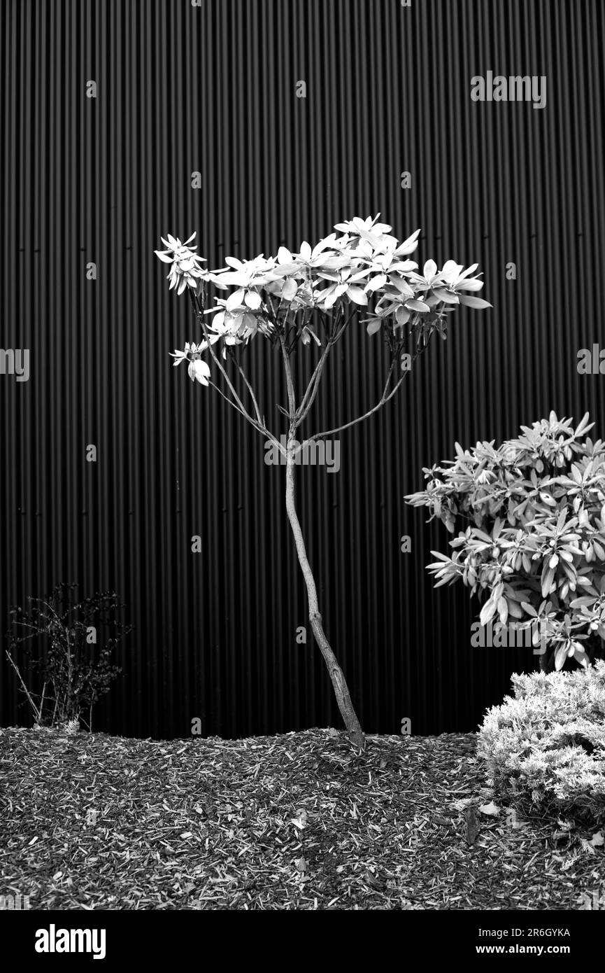 Small tree growing beside wall, metal building with bark spread Stock ...