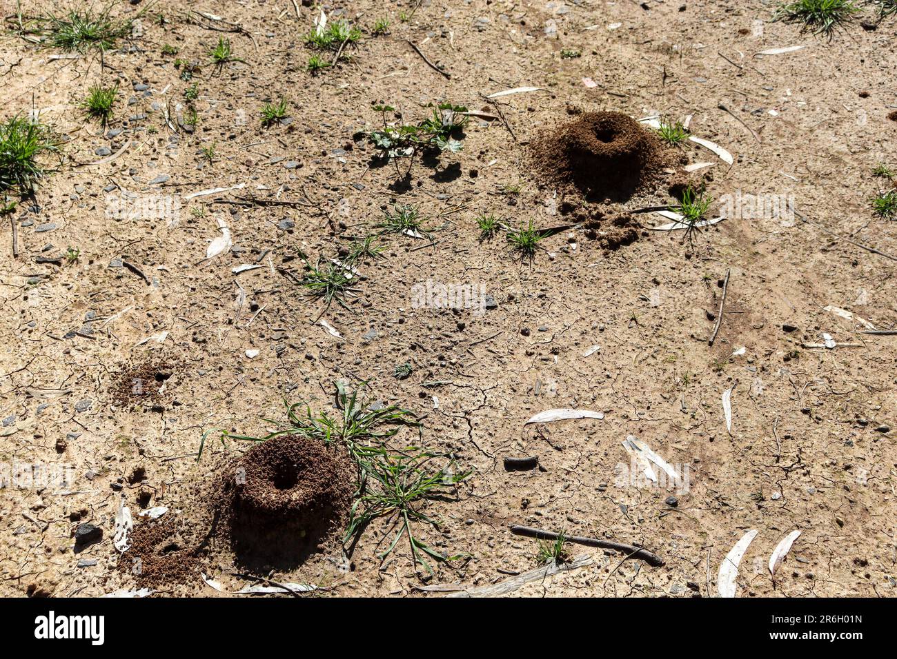 A view of an arid desert landscape, featuring numerous ant holes in the ...