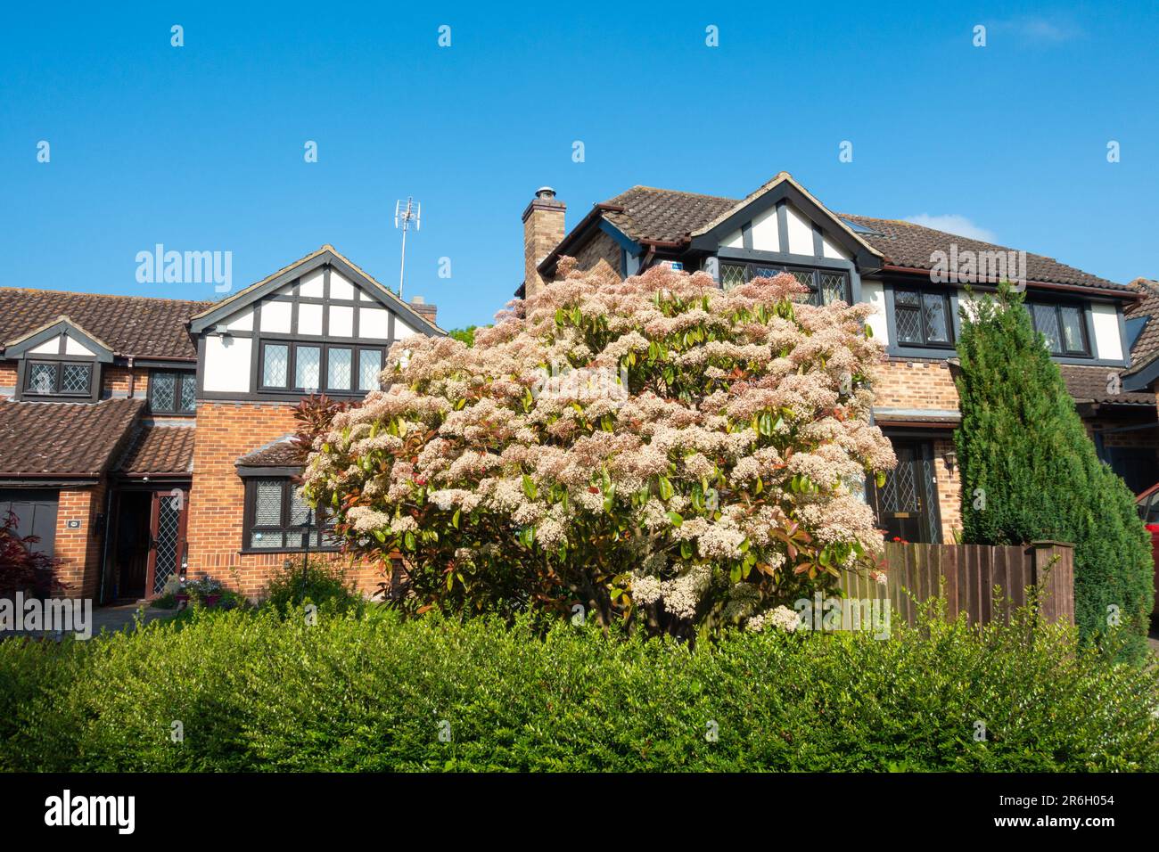 Photinia red robin in bloom, large shrub tree plant, uk garden Stock ...