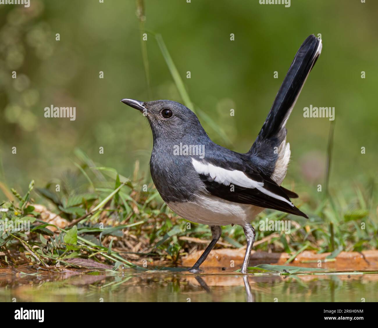 A beautiful black and white Oriental magpie robinperched on the surface ...