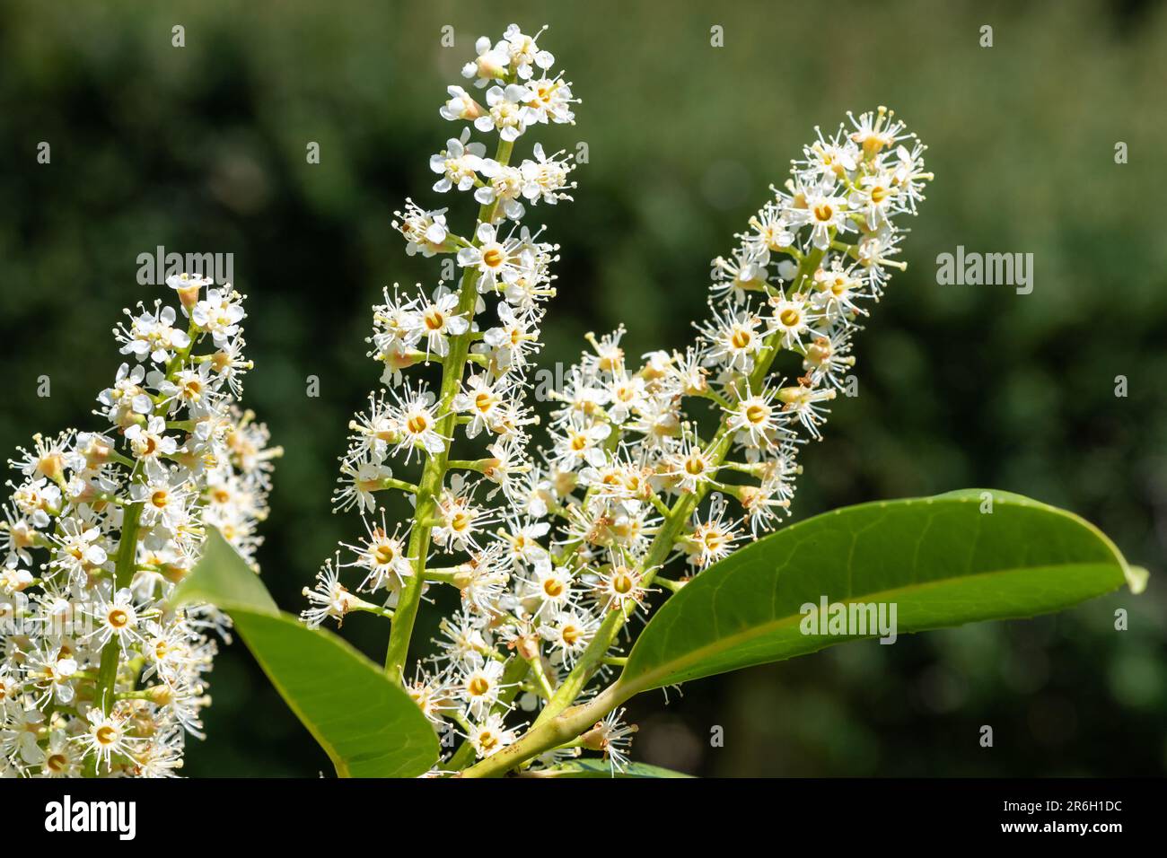 Close up of English laurel (prunus laurocerasus) flowers in bloom Stock ...