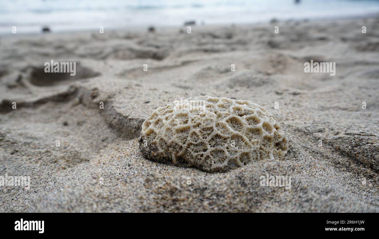 A close-up shot of a piece of dry coral lying on the beach sand in ...