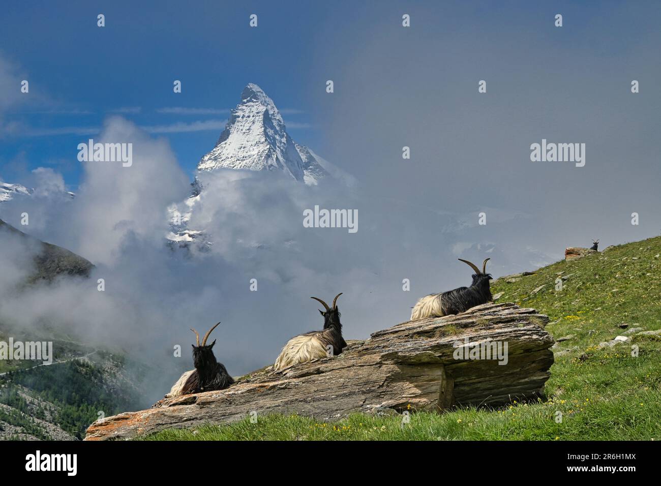 The Matterhorn, the most beautiful mountain in the Alps Stock Photo - Alamy