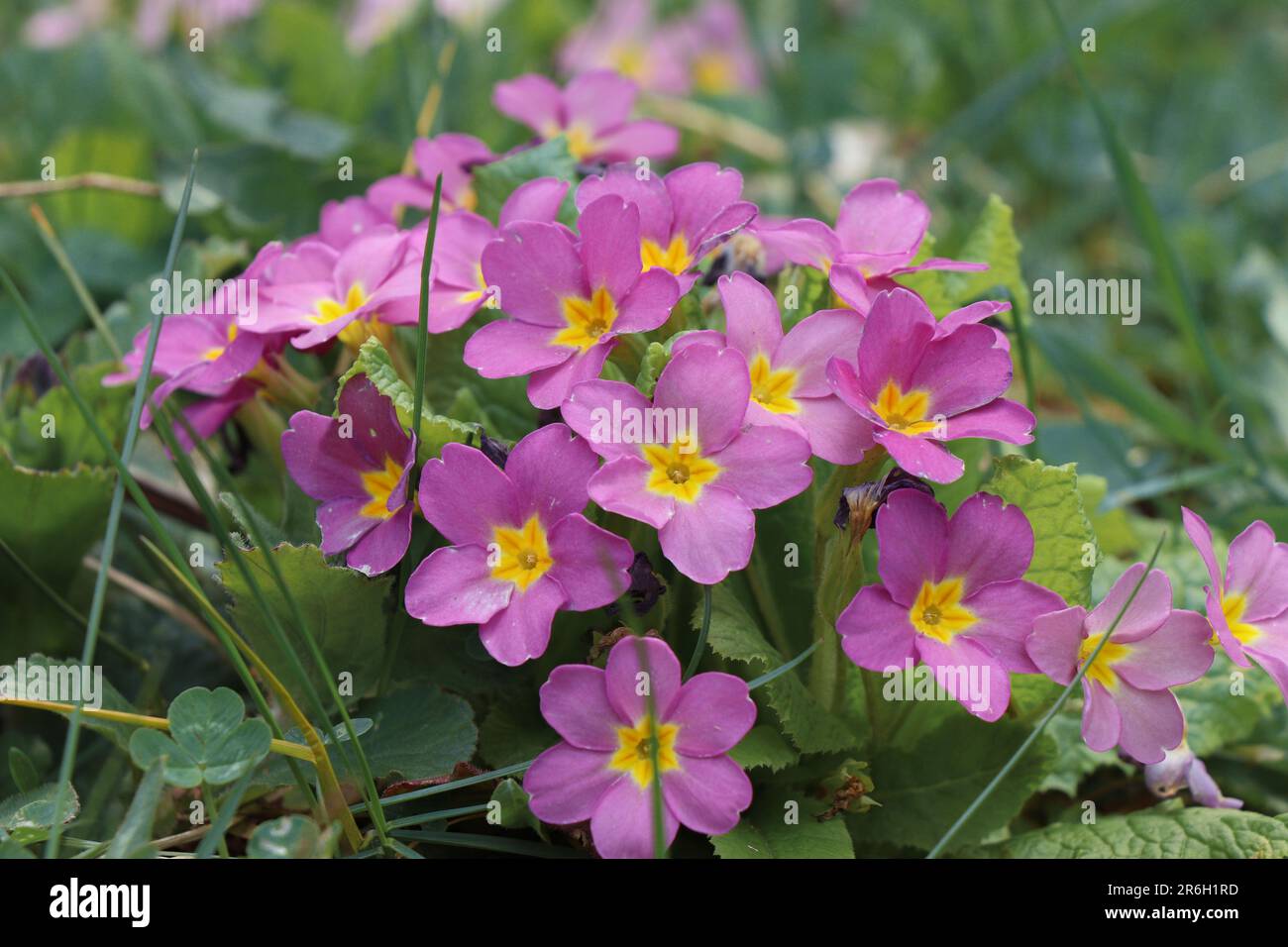 Purple Primulas. Plantae. Primula vulgaris. Primula acaulis Stock Photo ...