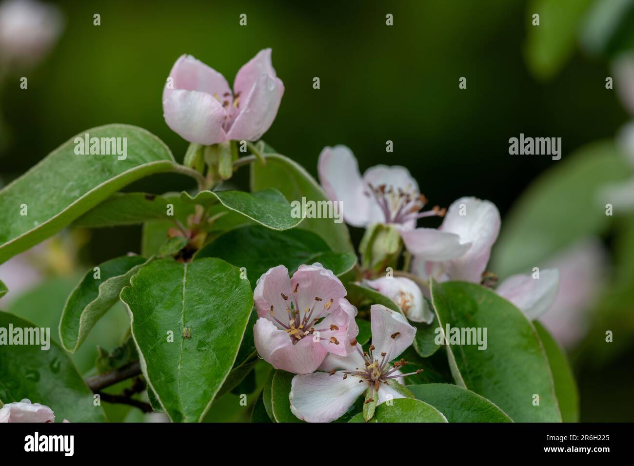 Close up of pink flowers on a quince (cydonia oblonga) tree Stock Photo ...
