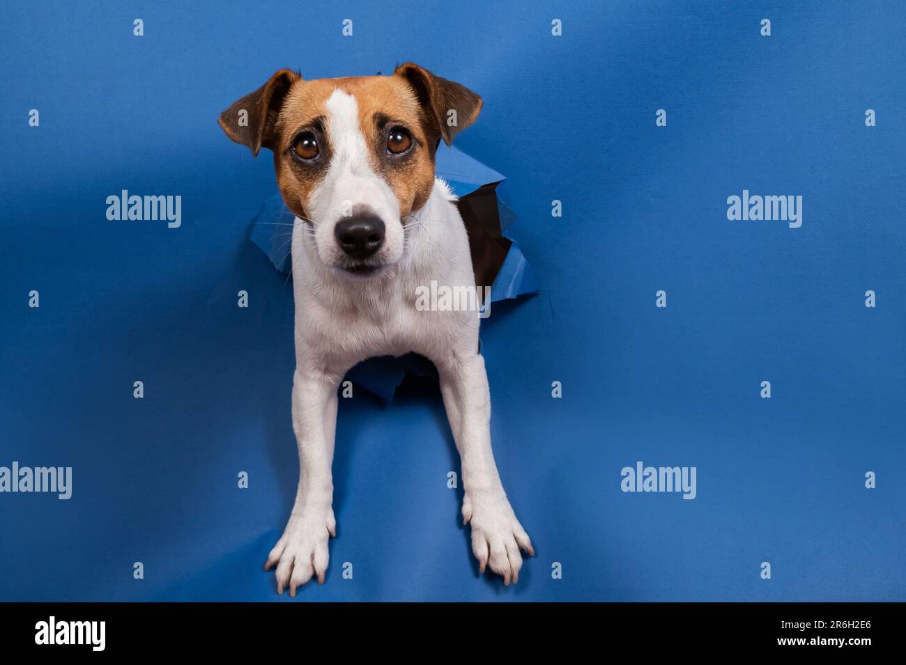Funny dog jack russell terrier climbs out of a paper blue background ...
