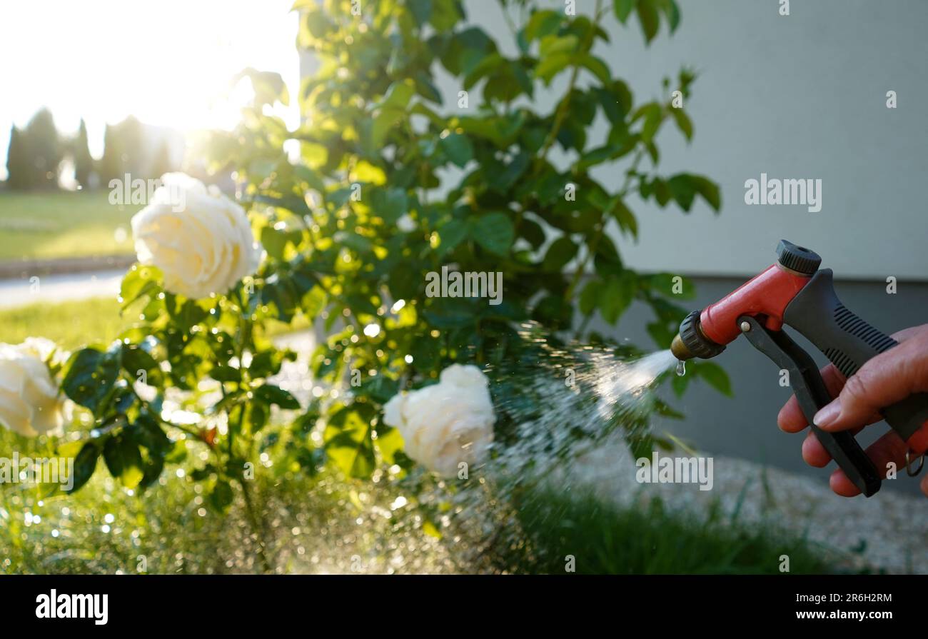 Rose water sprinkler hi-res stock photography and images - Alamy