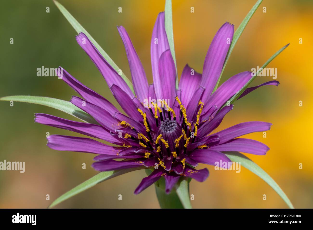 Close up of a common salsify (tragopogan porrifolius) flower in bloom ...