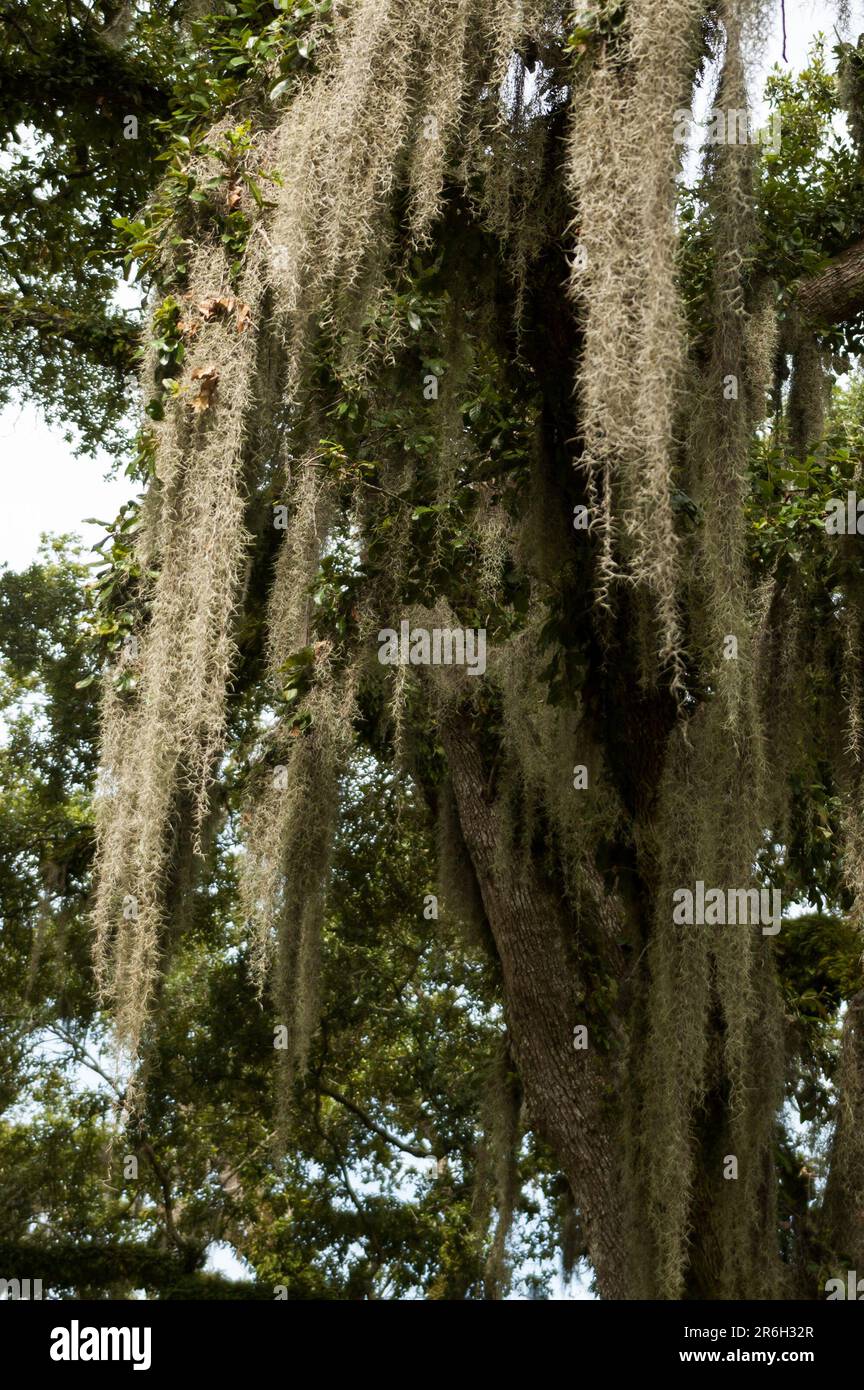 Myrtles plantation, louisiana hi-res stock photography and images - Alamy