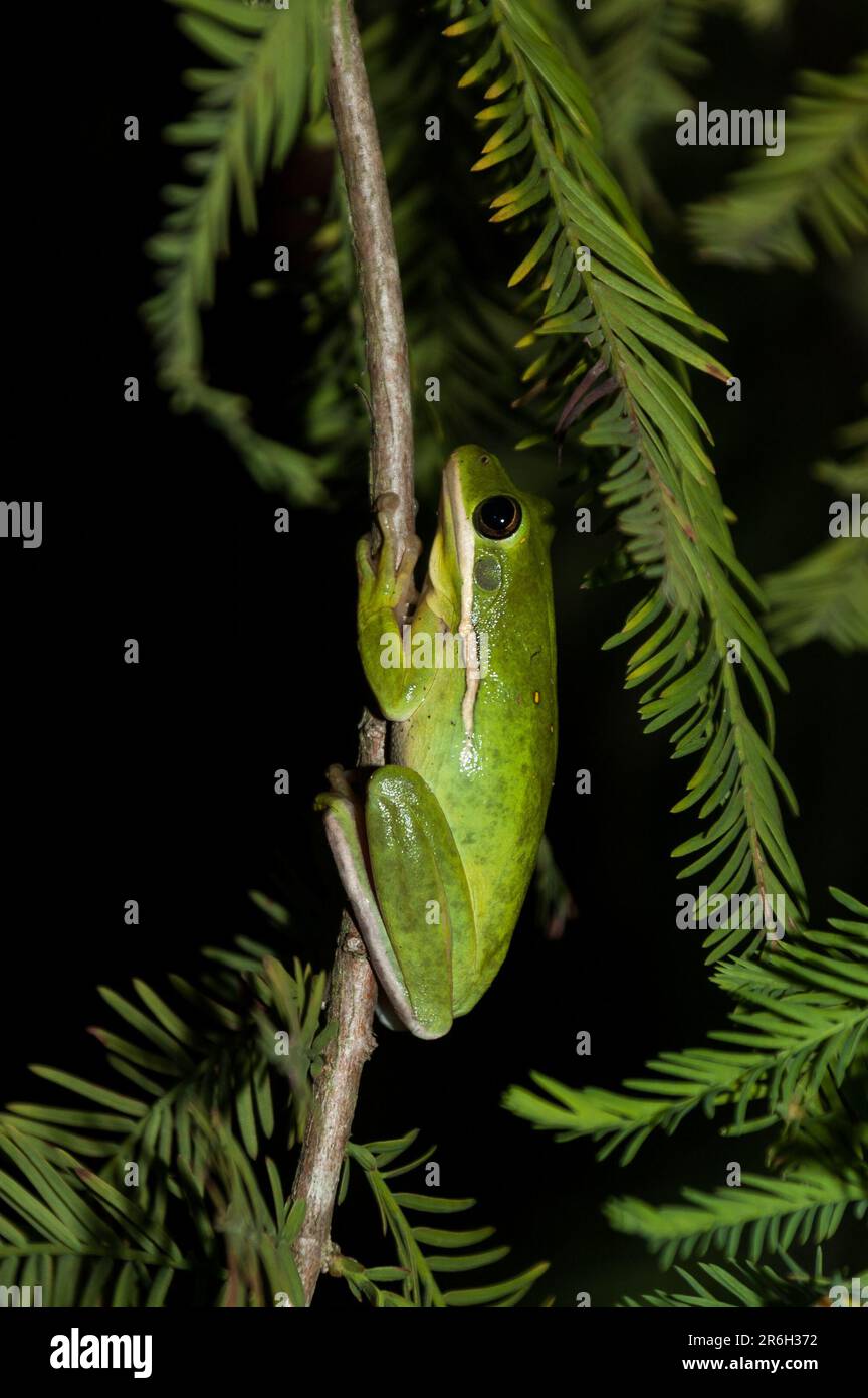 Americas most haunted home hi-res stock photography and images - Alamy