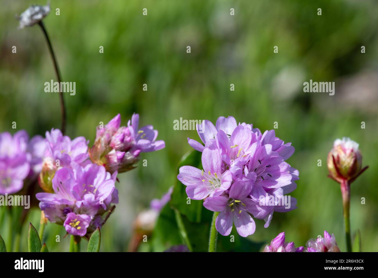 Close up of thrift (armeria maritima) flowers in bloom Stock Photo - Alamy