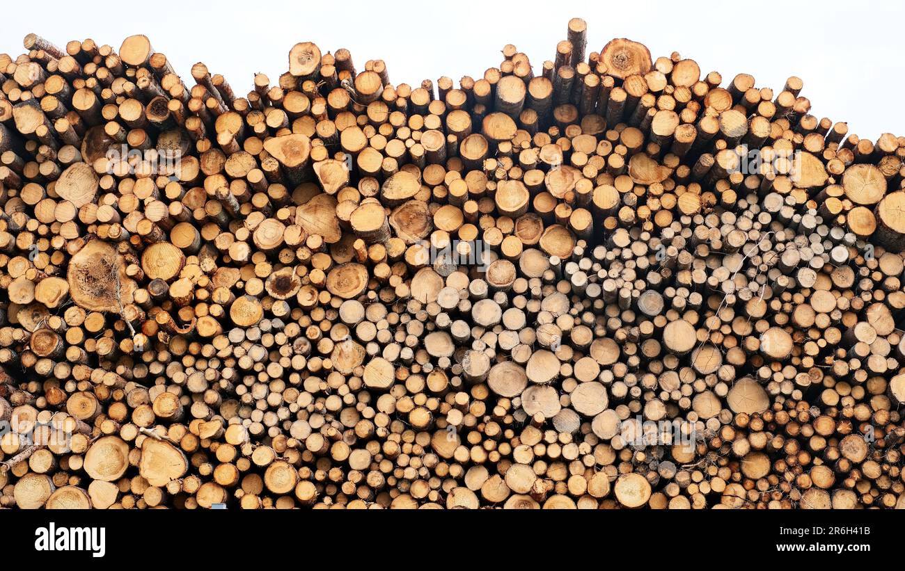 A large number of pine logs stacked neatly in a warehouse in open air ...