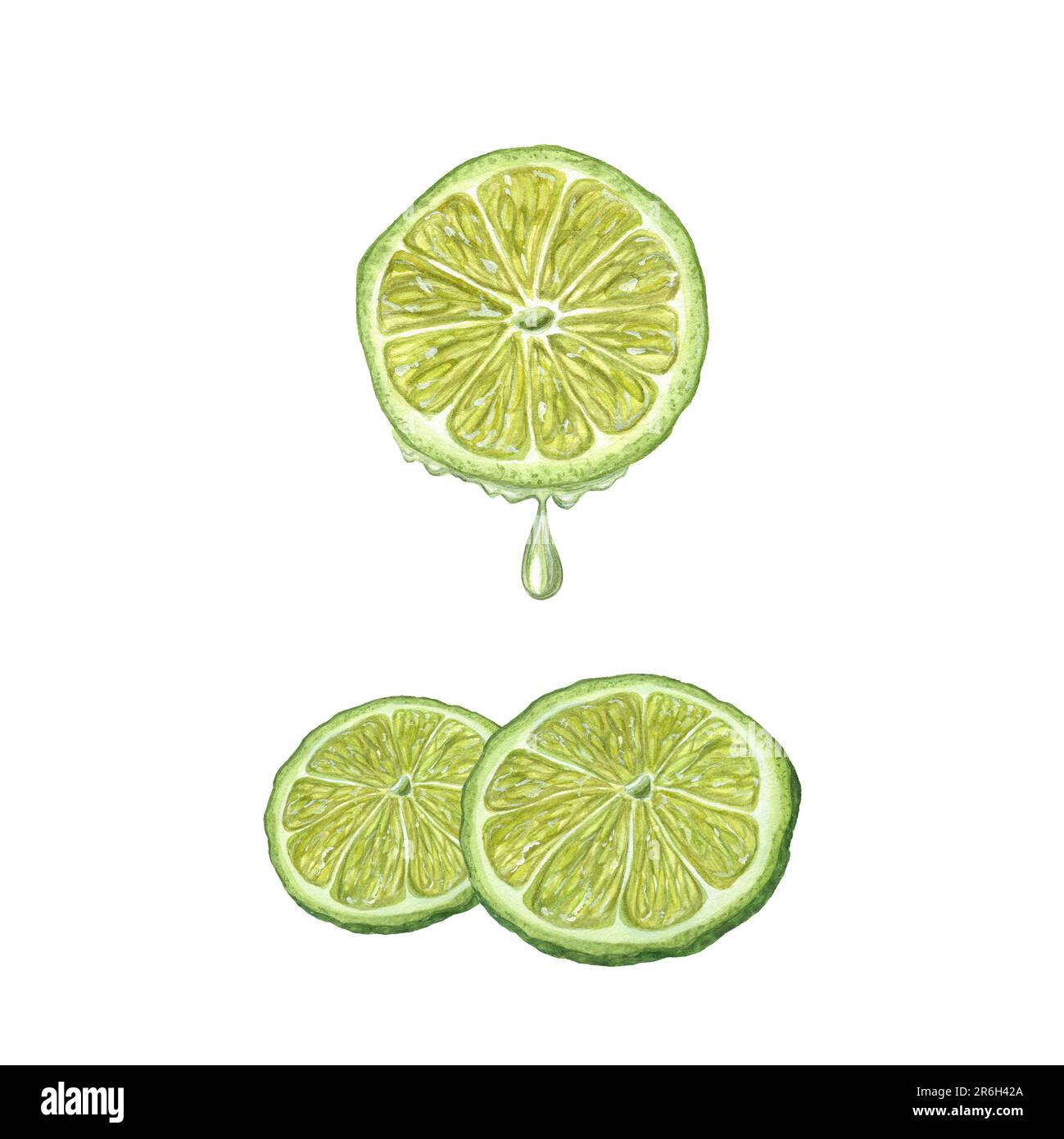 Watercolor Ripe Lime slices with dripping juice isolated on white ...