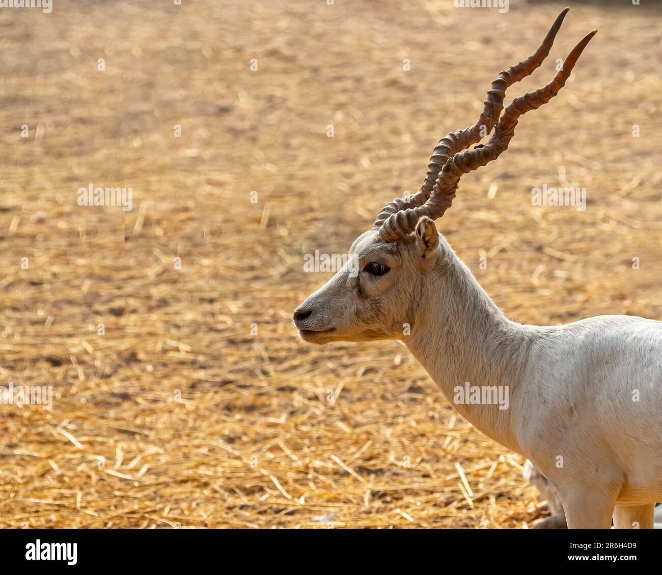 A beautiful shot of a white blackbuck with long horns on a field Stock ...