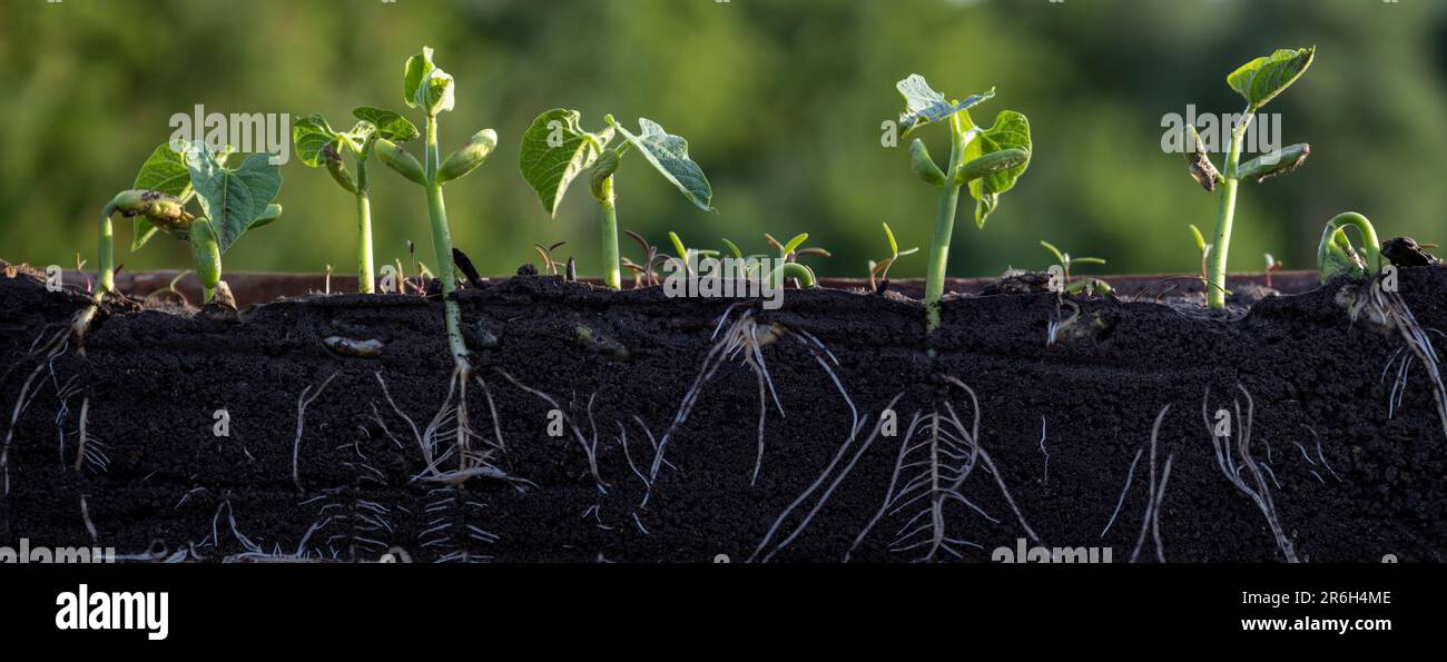 Young shoots of beans with roots in the soil Stock Photo - Alamy