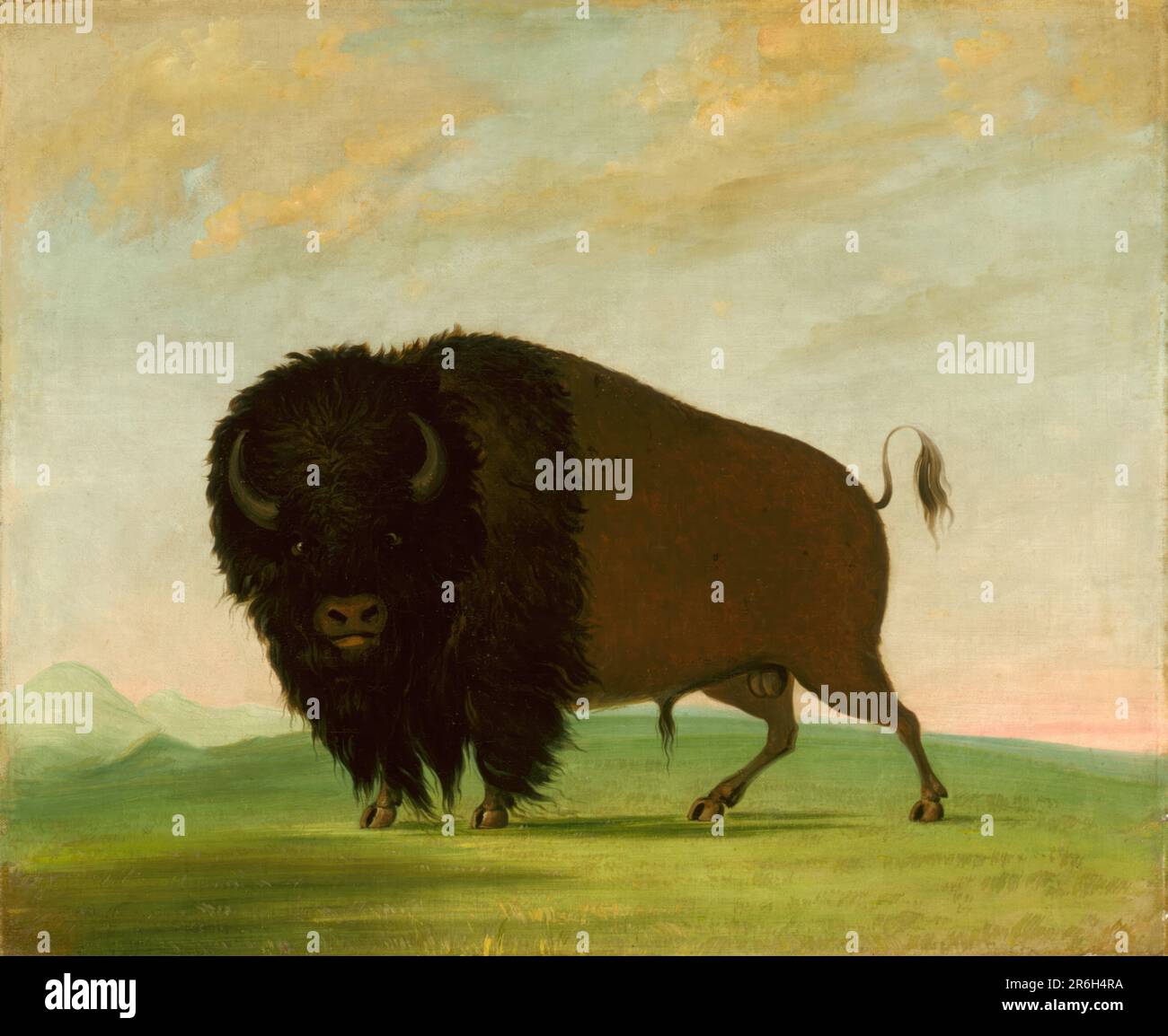 Buffalo Bull, Grazing on the Prairie. oil on canvas. Date: 1832-1833 ...