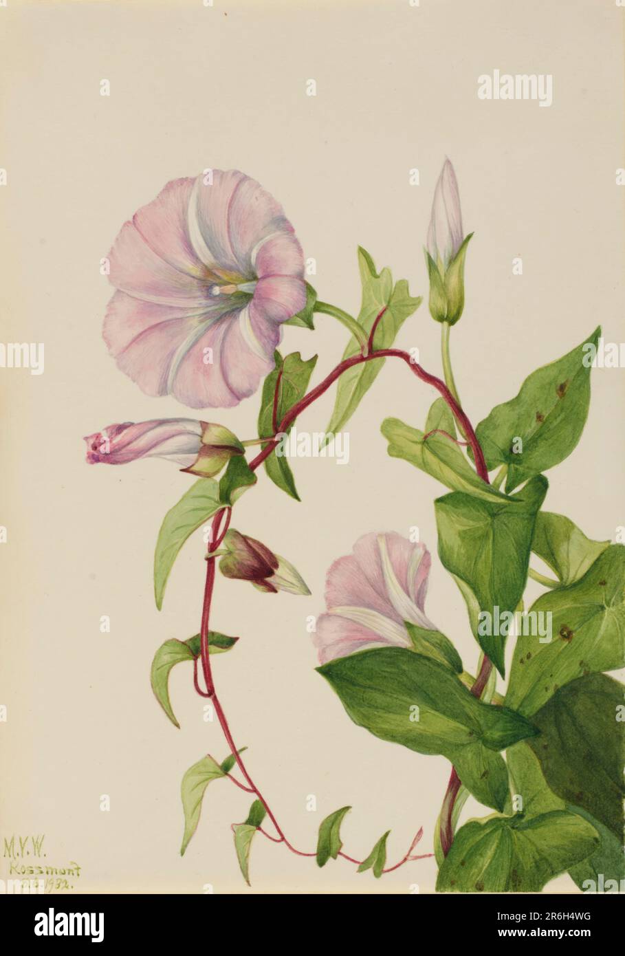 Hedge Bindweed (Calystegia (Convolvulus) sepium). Date: 1932 ...