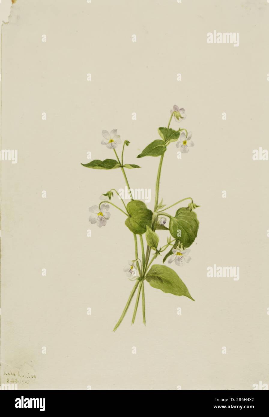 Canada Violet (Viola canadensis). Date: 1903. Watercolor on paper ...
