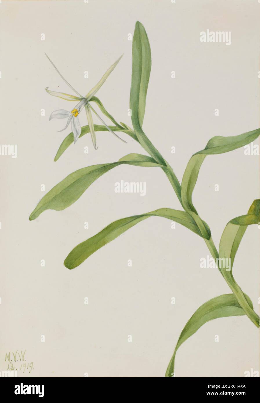 White Epidendrum (Epidendrum nocturnum). Date: 1919. Watercolor on ...