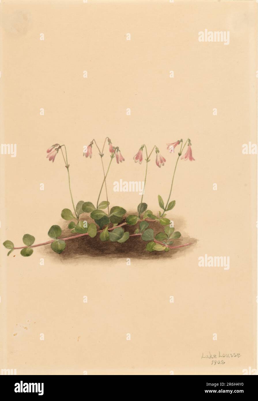 Linnaea borealis americana hi-res stock photography and images - Alamy