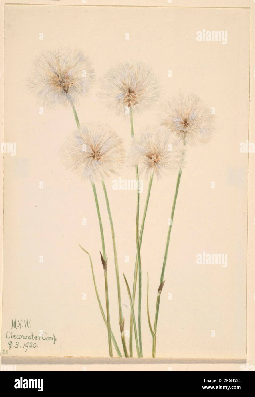 Slender Cotton-Grass (Eriophorum chamissonis). Date: 1920. Watercolor ...