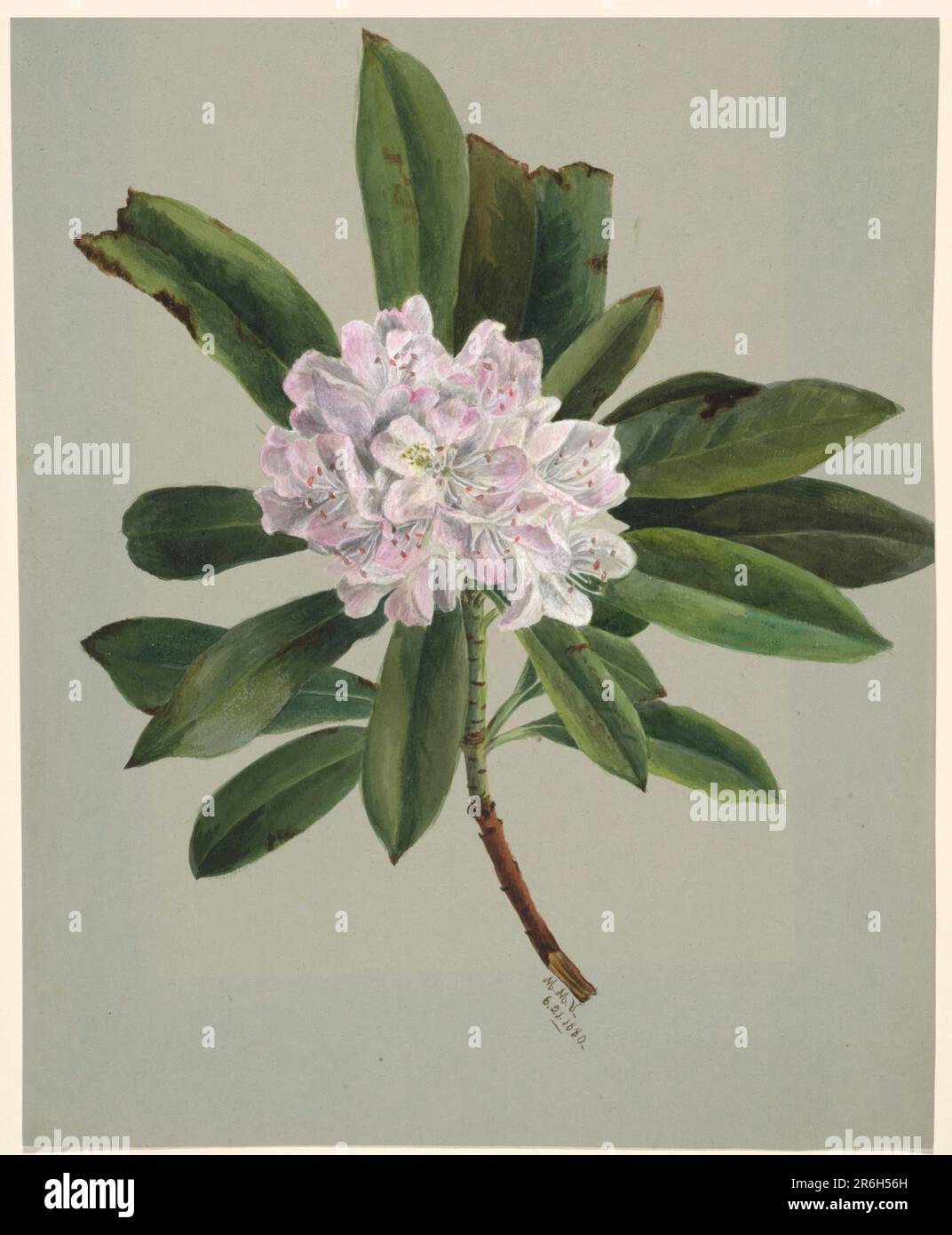Rhododendron (Rhododendron maximum). Date: 1880. Watercolor on paper ...