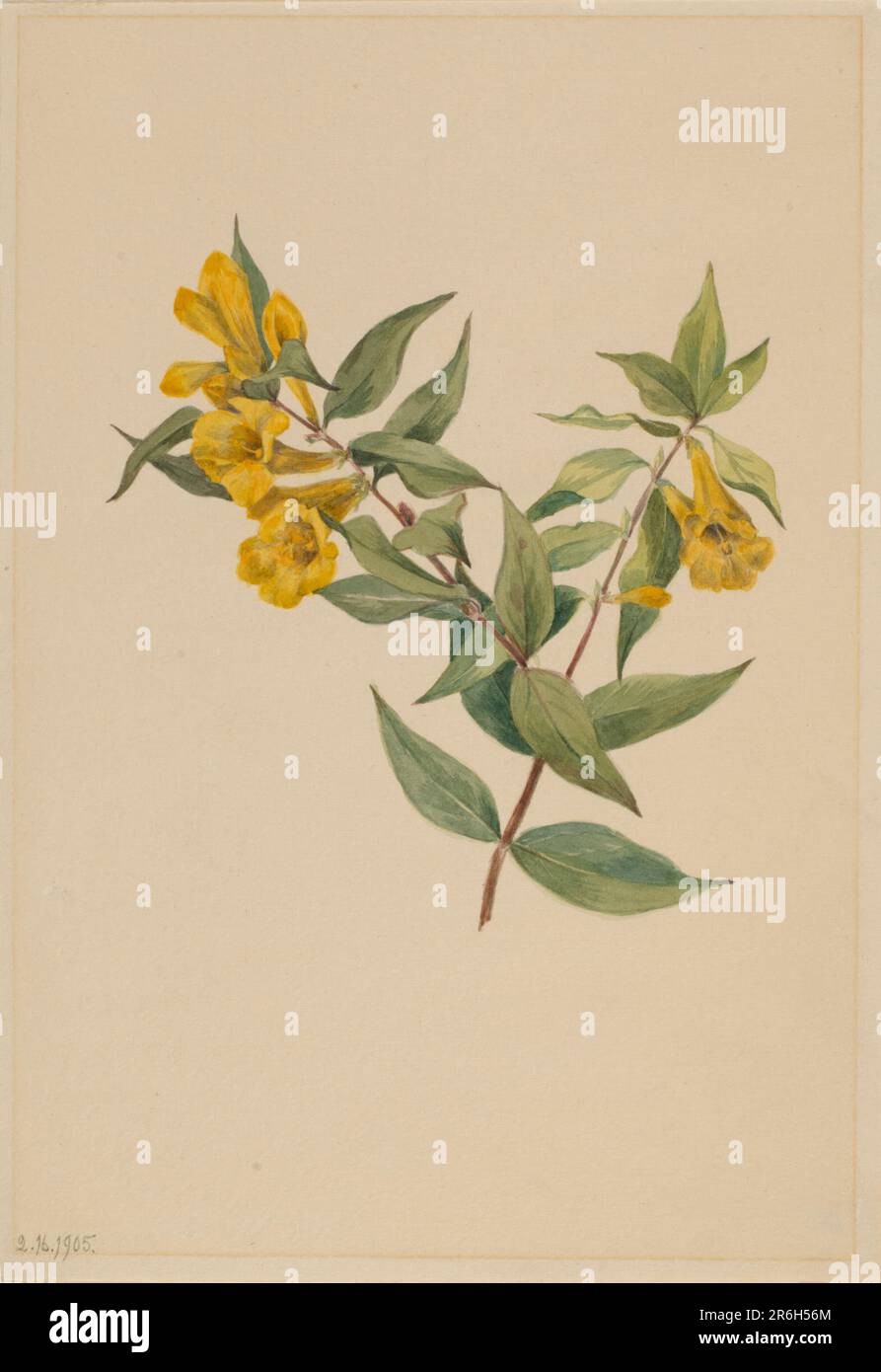 Yellow Jessamine (Gelsemium sempervirens). Date: 1905. Watercolor on ...