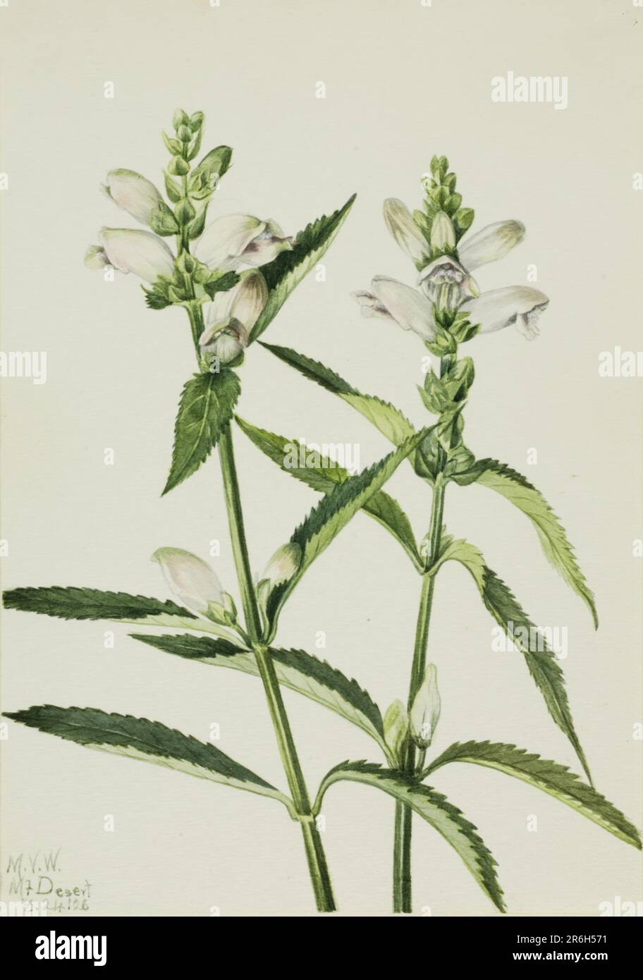 Turtlehead (Chelone glabra). Date: 1926. Watercolor on paper. Museum ...