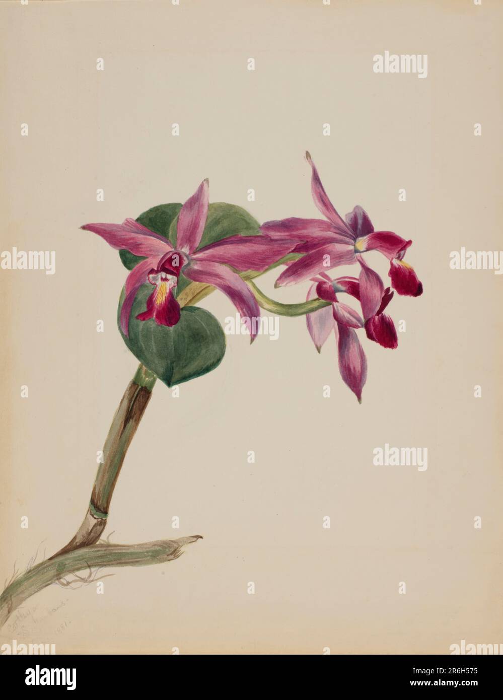 Cattlaya superbus. Date: 1881. Watercolor on paper. Museum: Smithsonian ...