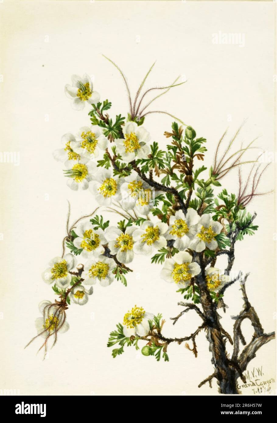 Cliffrose (Cowania stanshuriana). Watercolor on paper. Date: 1934 ...