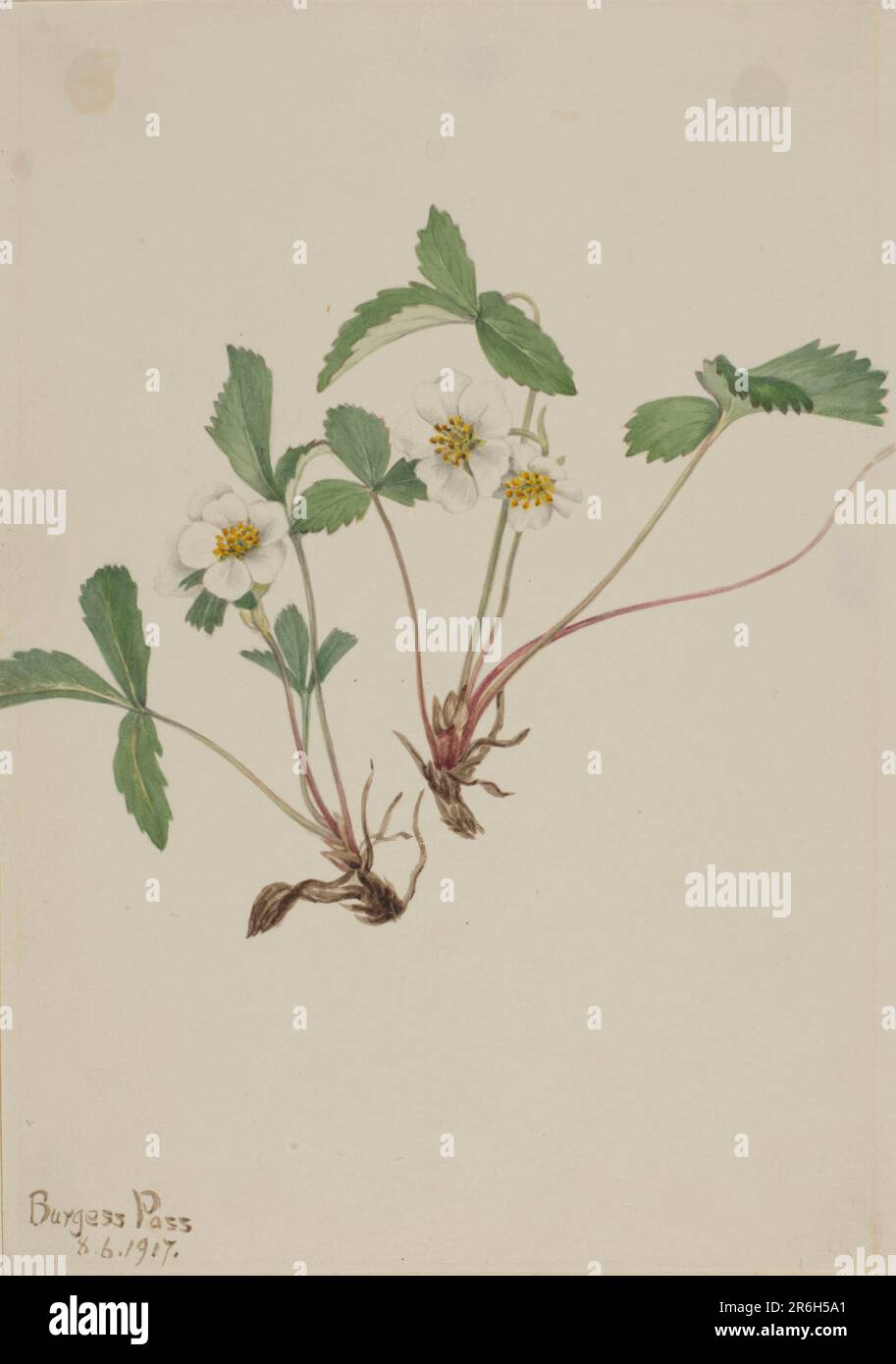 Pale Strawberry (Fragaria glauca). Date: 1917. Watercolor on paper ...