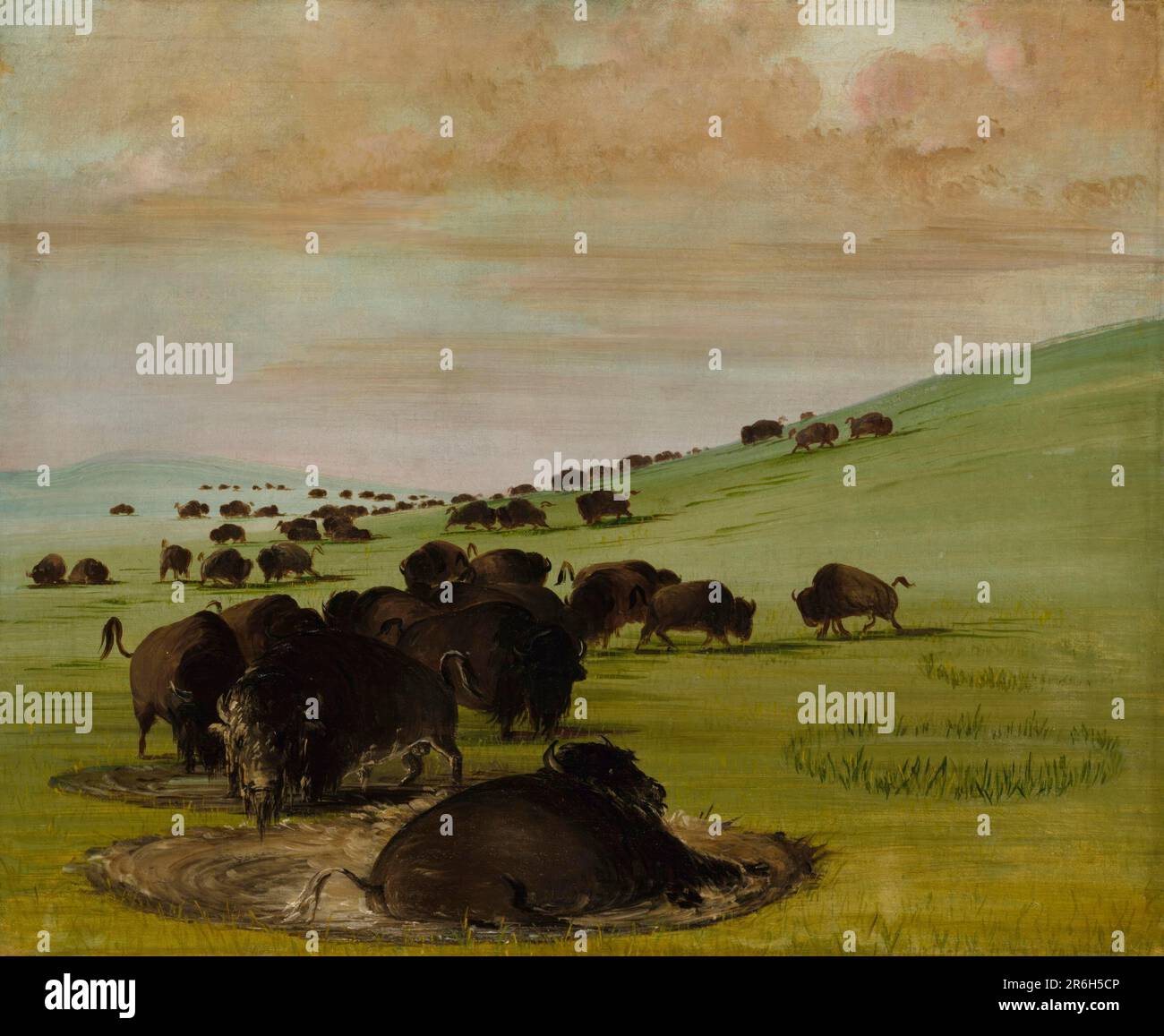 Buffalo Bulls in a Wallow. oil on canvas. Date: 1837-1839. Museum ...