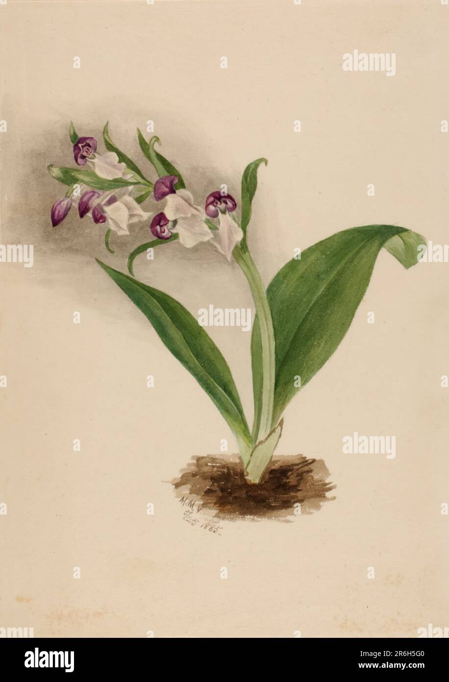 Showy Orchids (Orchis spectabilis). Watercolor on paper. Date: 1885 ...
