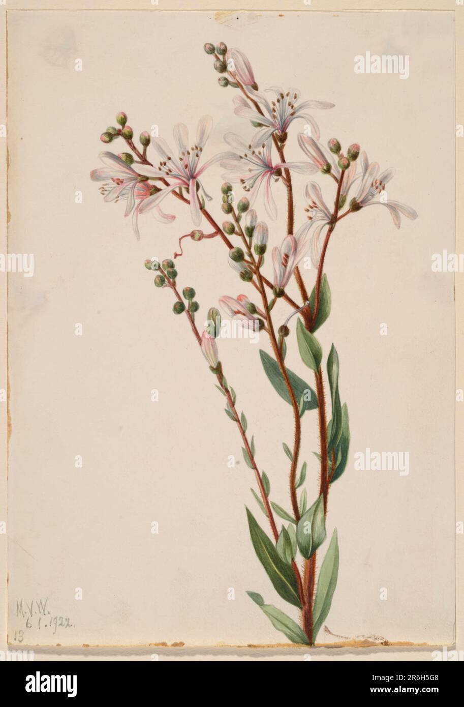 Tarflower (Befaria racemosa). Date: 1922. Watercolor on paper. Museum ...