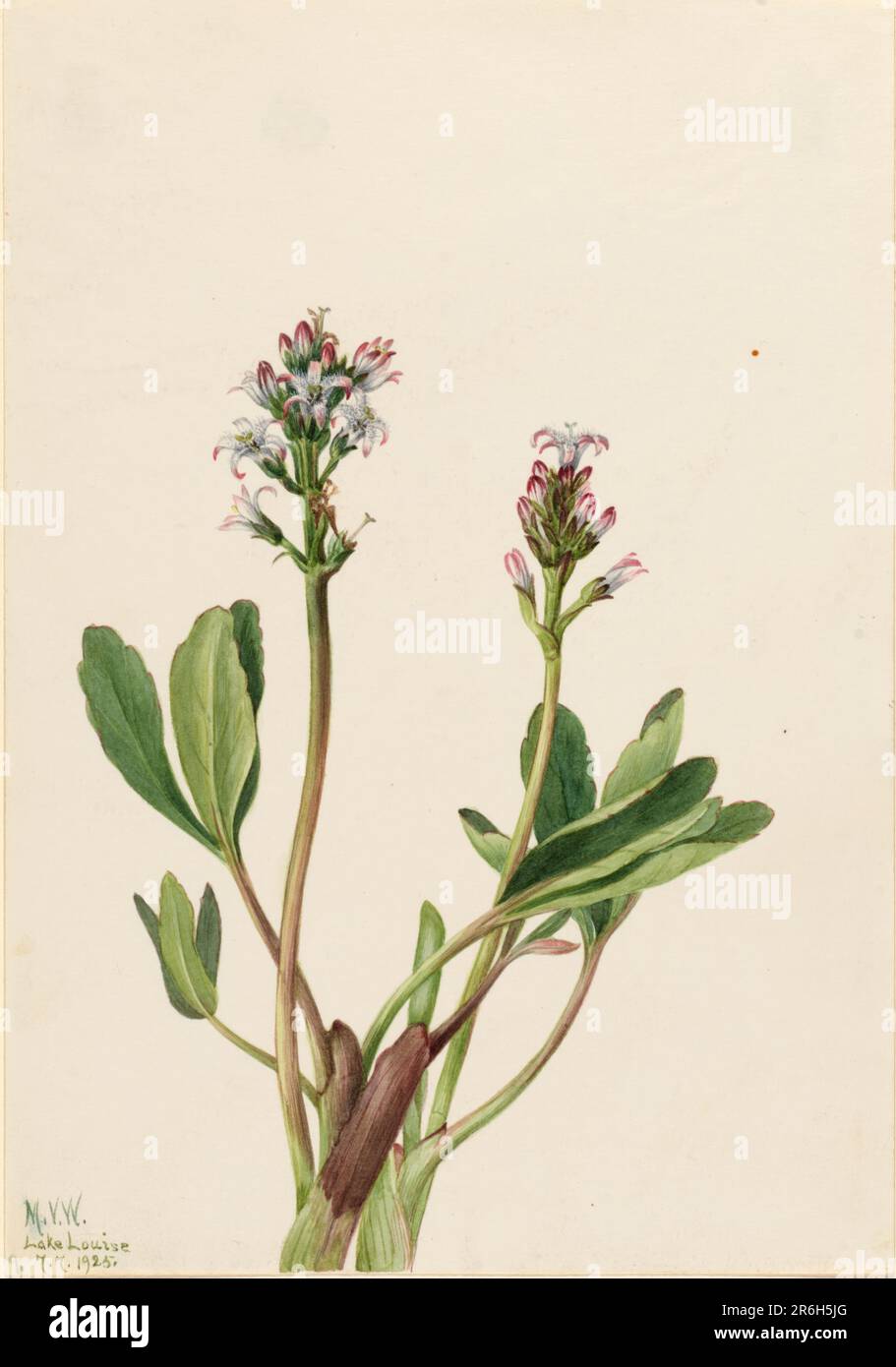 Bogbean (Menyanthes trifoliata). Watercolor on paper. Date: 1925 ...