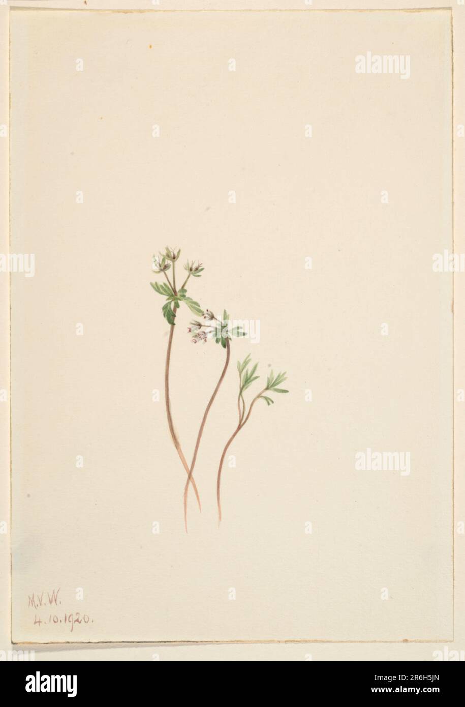 Harbinger of Spring (Erigenia bulbosa). Date: 1920. Watercolor on paper ...