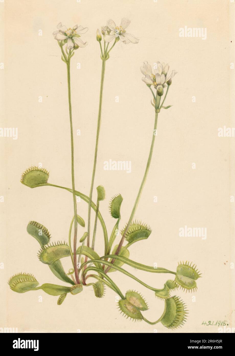 Venus Flytrap (Dionaea muscipula). Date: 1918. Watercolor on paper ...