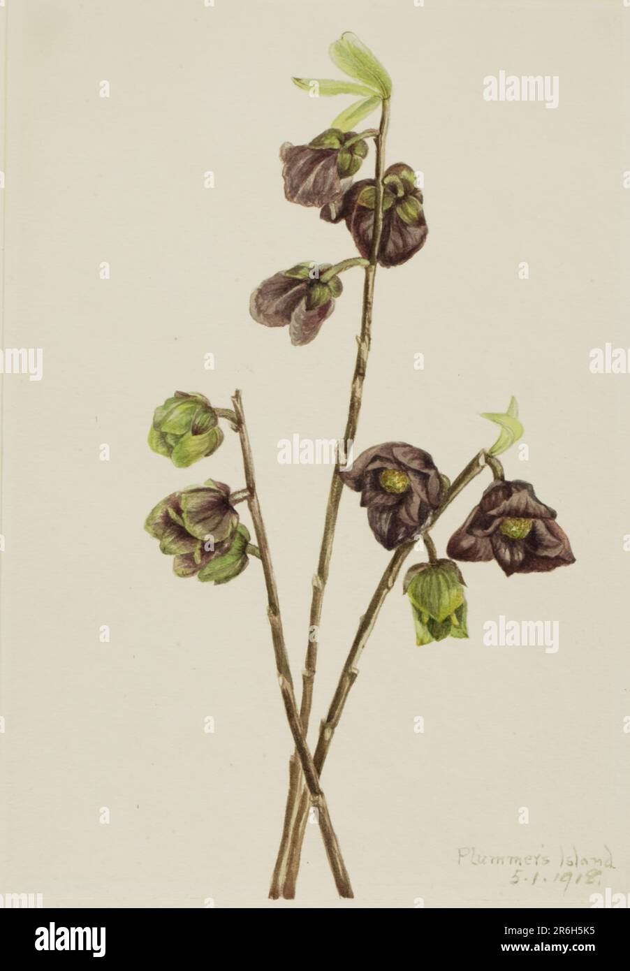 Papaw (Asimina triloba). Date: 1918. Watercolor on paper. Museum ...