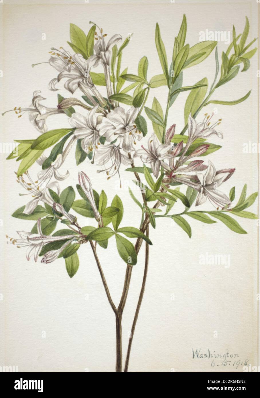 Swamp Azalea (Azalea viscosa). Date: 1918. Watercolor on paper. Museum ...