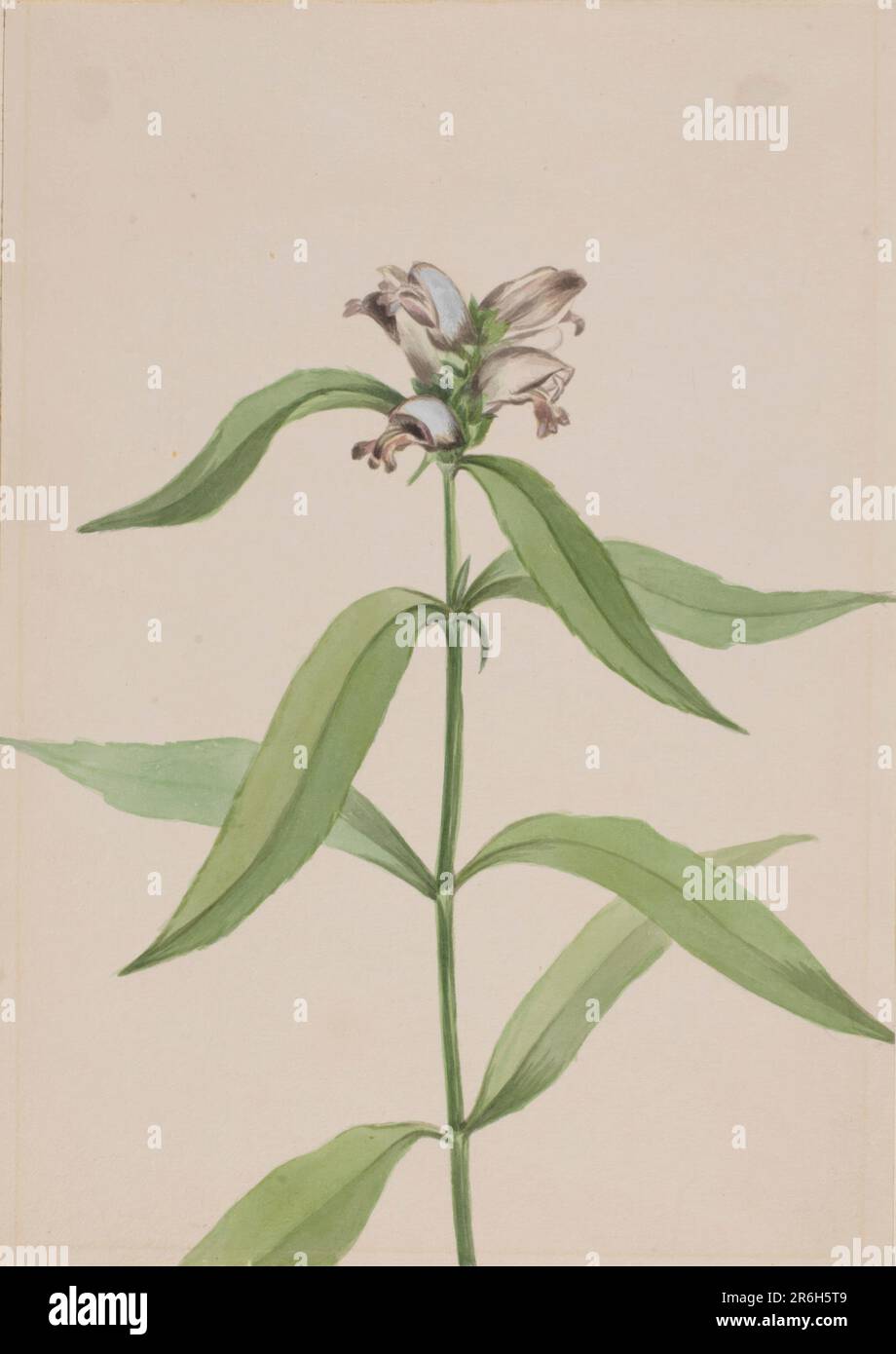 Turtlehead (Chelone glabra). Date: ca. 1917-1918. Watercolor on paper ...