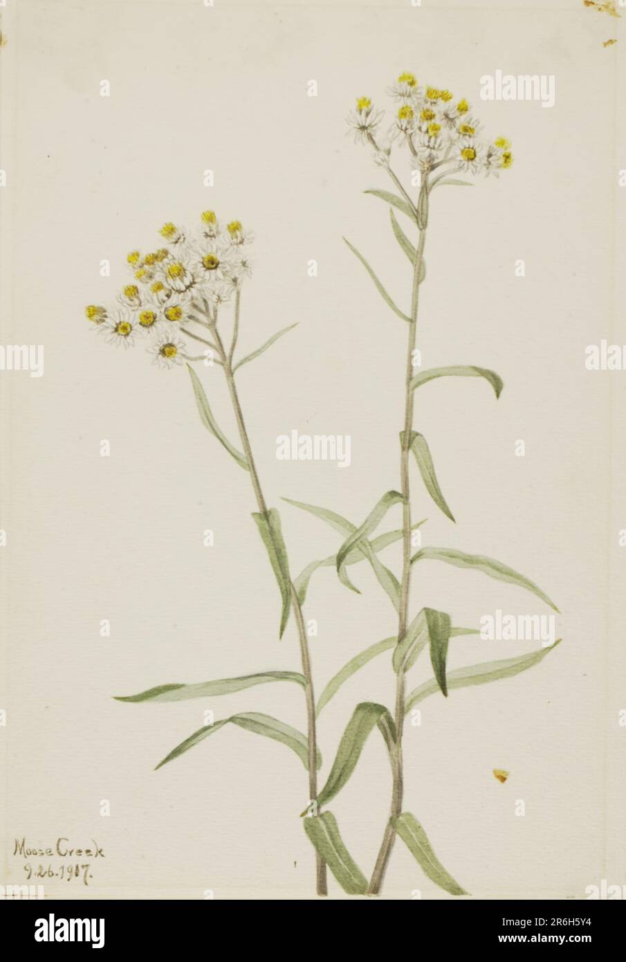 Pearl Everlasting (Anaphalis margaritacea). Date: 1917. Watercolor on ...