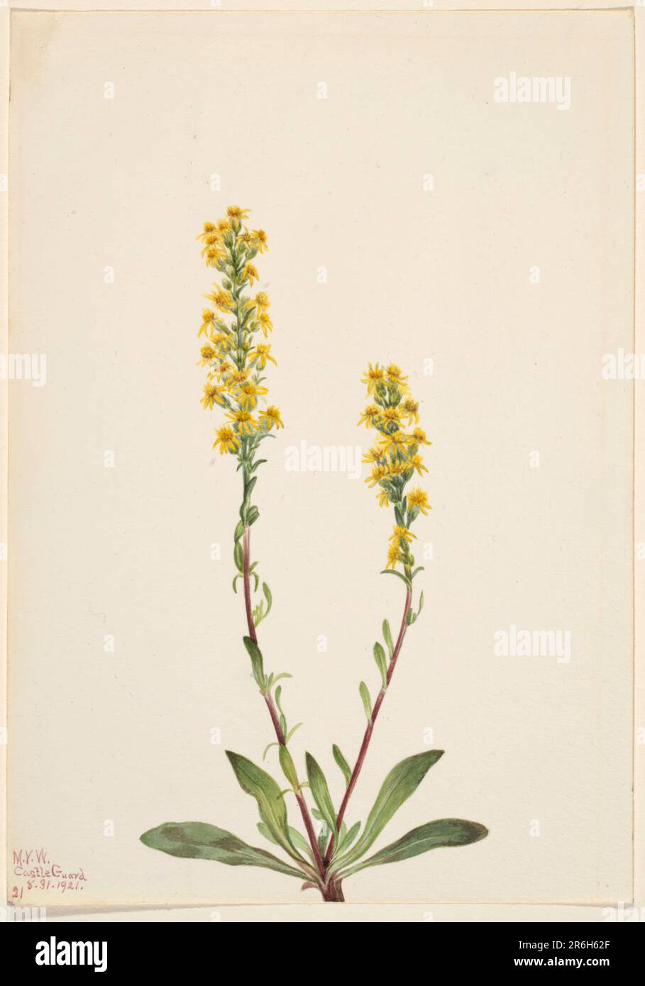 Mountain Goldenrod (Solidago oreophila). Date: 1921. Watercolor on ...
