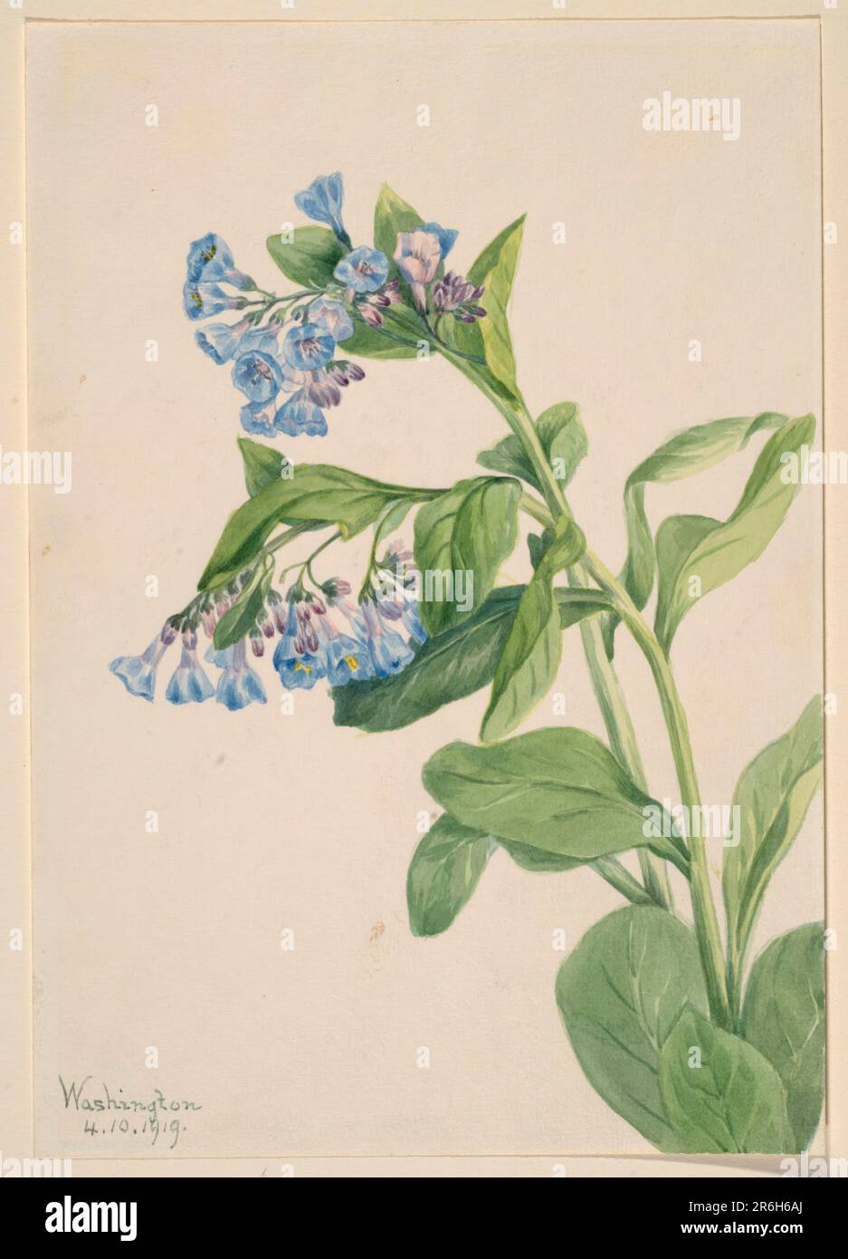 Virginia Bluebells (Mertensia virginica). Date: 1919. Watercolor on ...