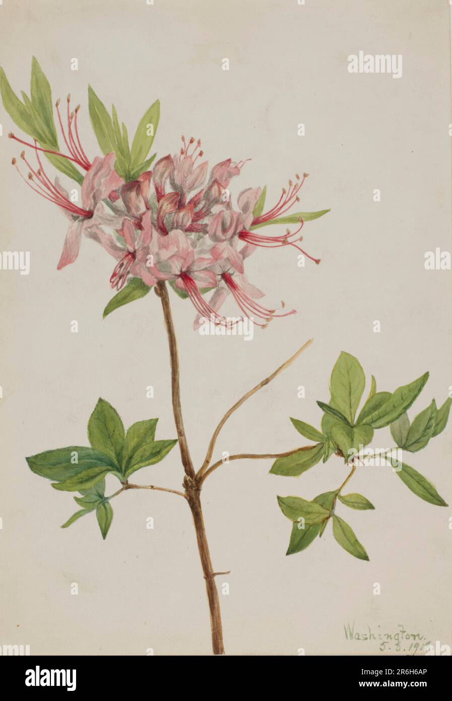 Pinxter Bloom (Azalea nudiflora). Date: 1918. Watercolor on paper ...