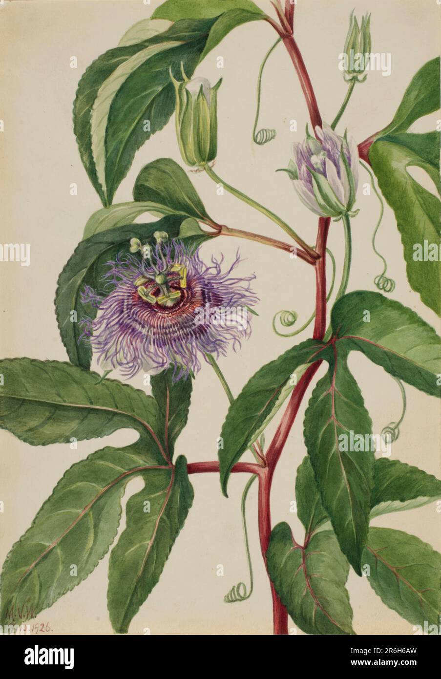 Maypop (Passiflora incarnata). Date: 1926. Watercolor on paper. Museum ...