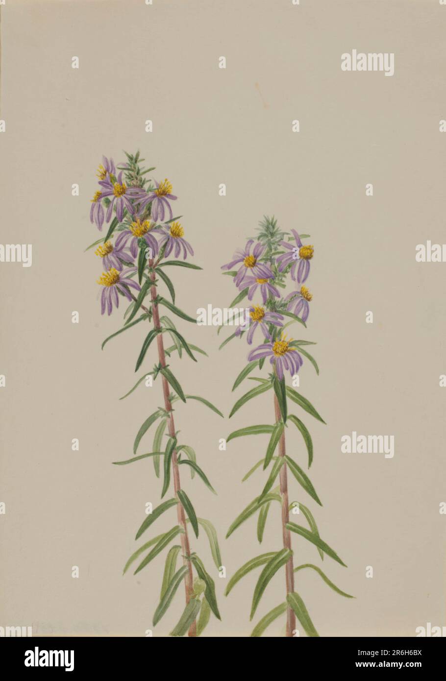 Aster (Aster hirariifolius). Watercolor on paper. Date: 1923. Museum ...