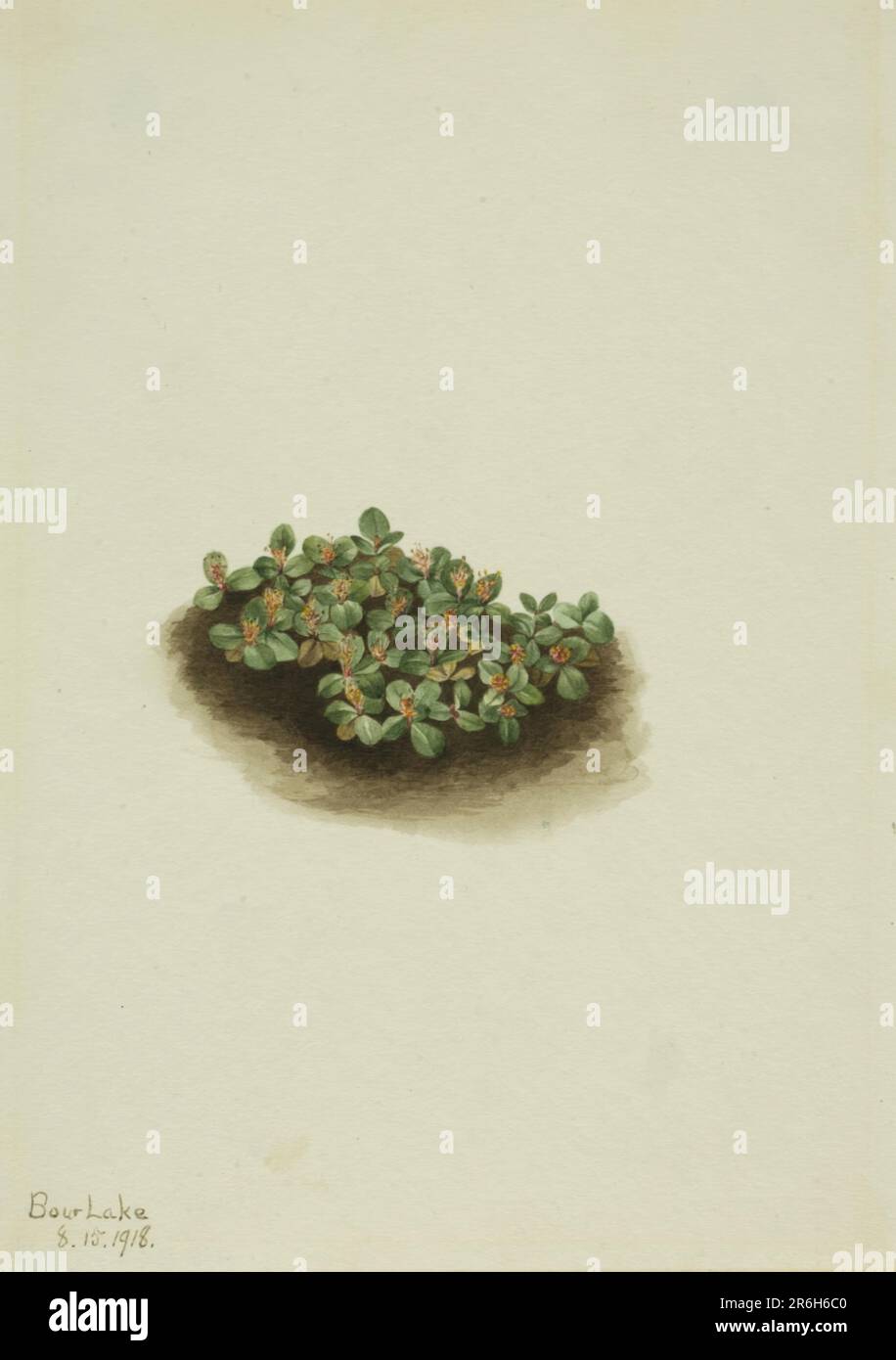 Snow Willow (Salix nivalis). Date: 1918. Watercolor on paper. Museum ...