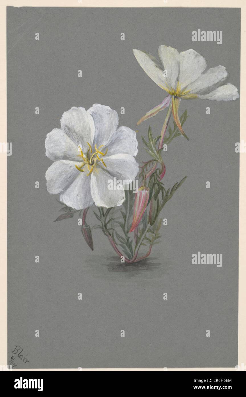 Giant Helleborine (Epipactia gigantea). Date: ca. 1880. Watercolor on ...