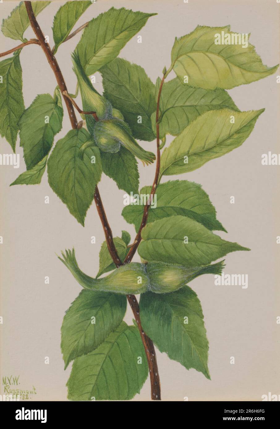 Corylus rostrata hi-res stock photography and images - Alamy