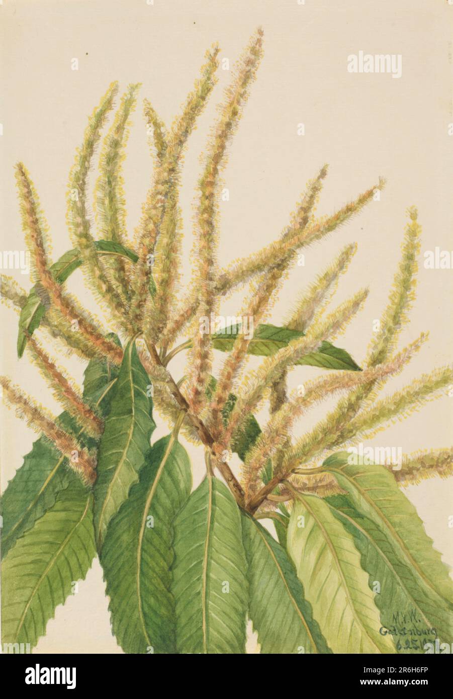 American Chestnut (Castanea dentata). Date: 1932. Watercolor on paper ...
